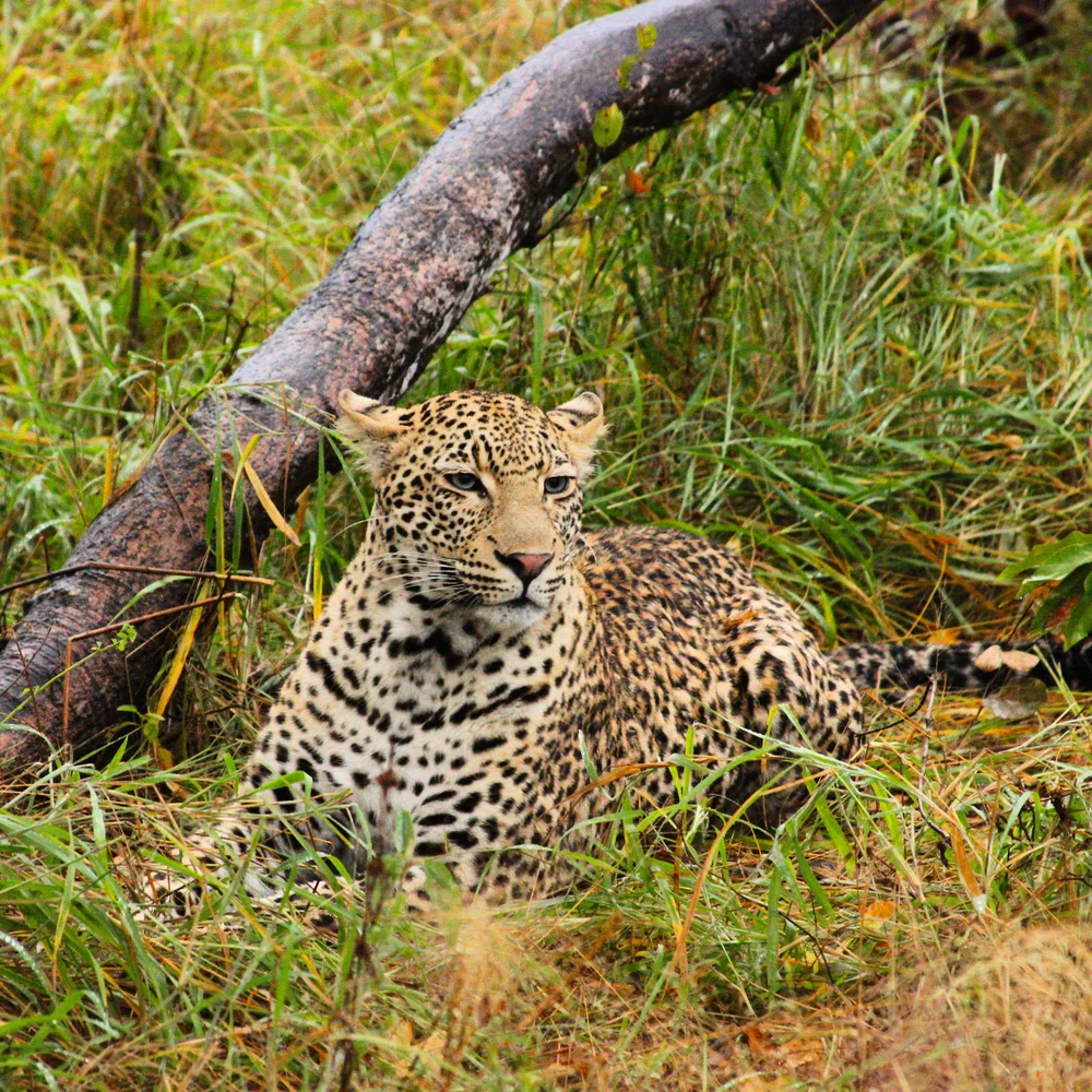 Ulusaba : Trip of a Lifetime — travali lux