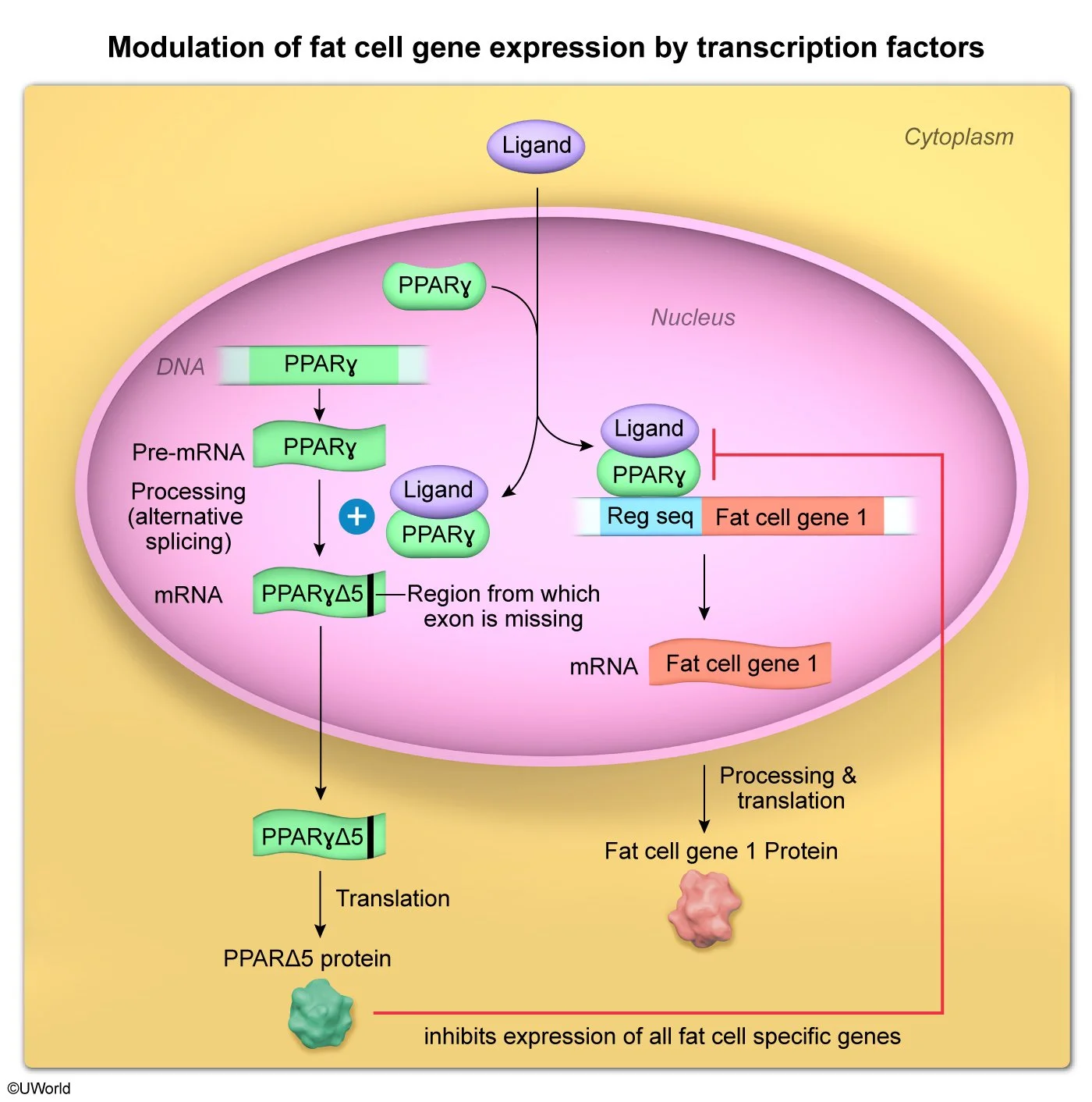 Modulation Of Fat Cell Gene Expression By Transcription Factors Cote Modulation Of Fat Cell Gene Expression By Transcription Factors Cote