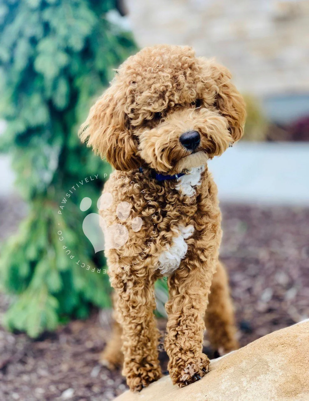 Amelia's Cavapoochon puppies 2023 — Bluebell Pup | Cavapoochon Puppies ...