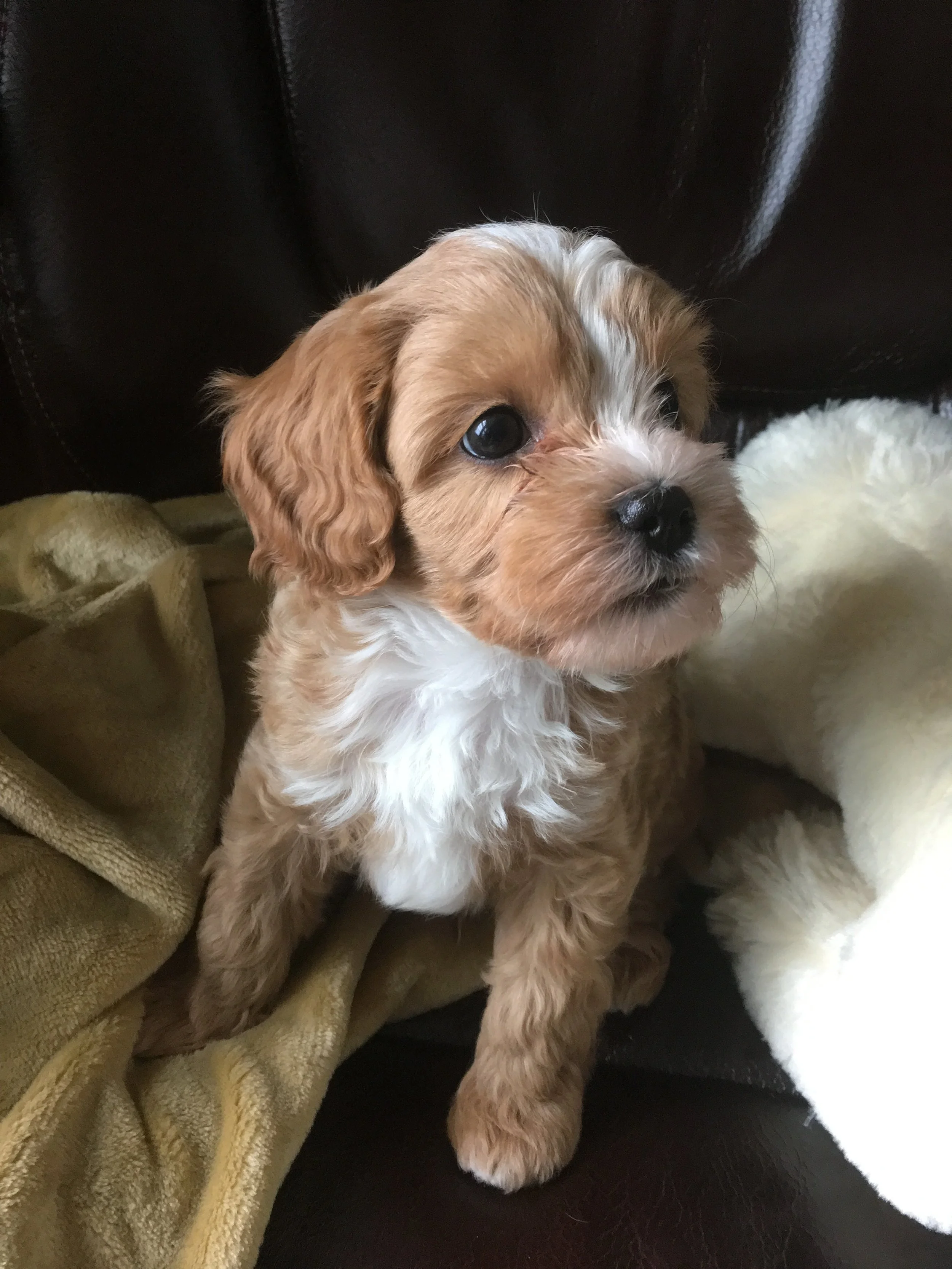 Cavapoochon Puppy Photo Blog — Bluebell Pup | Cavapoochon Puppies for Sale
