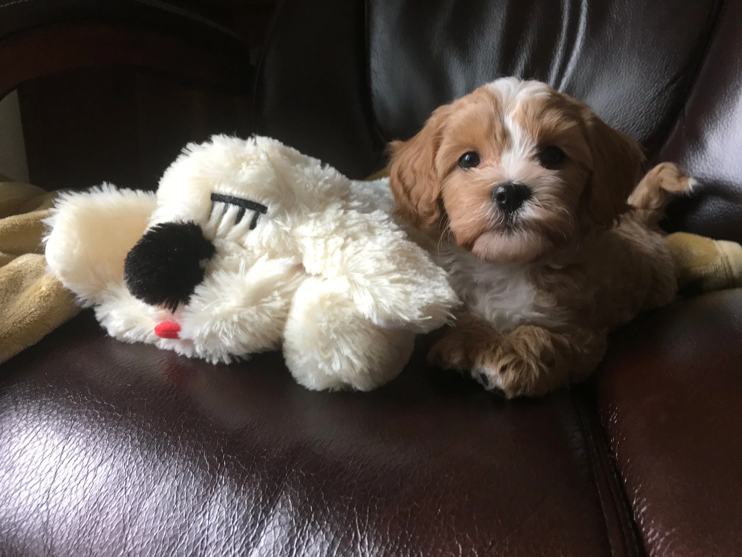 Cavapoochon Puppy Photo Blog — Bluebell Pup | Cavapoochon Puppies for Sale