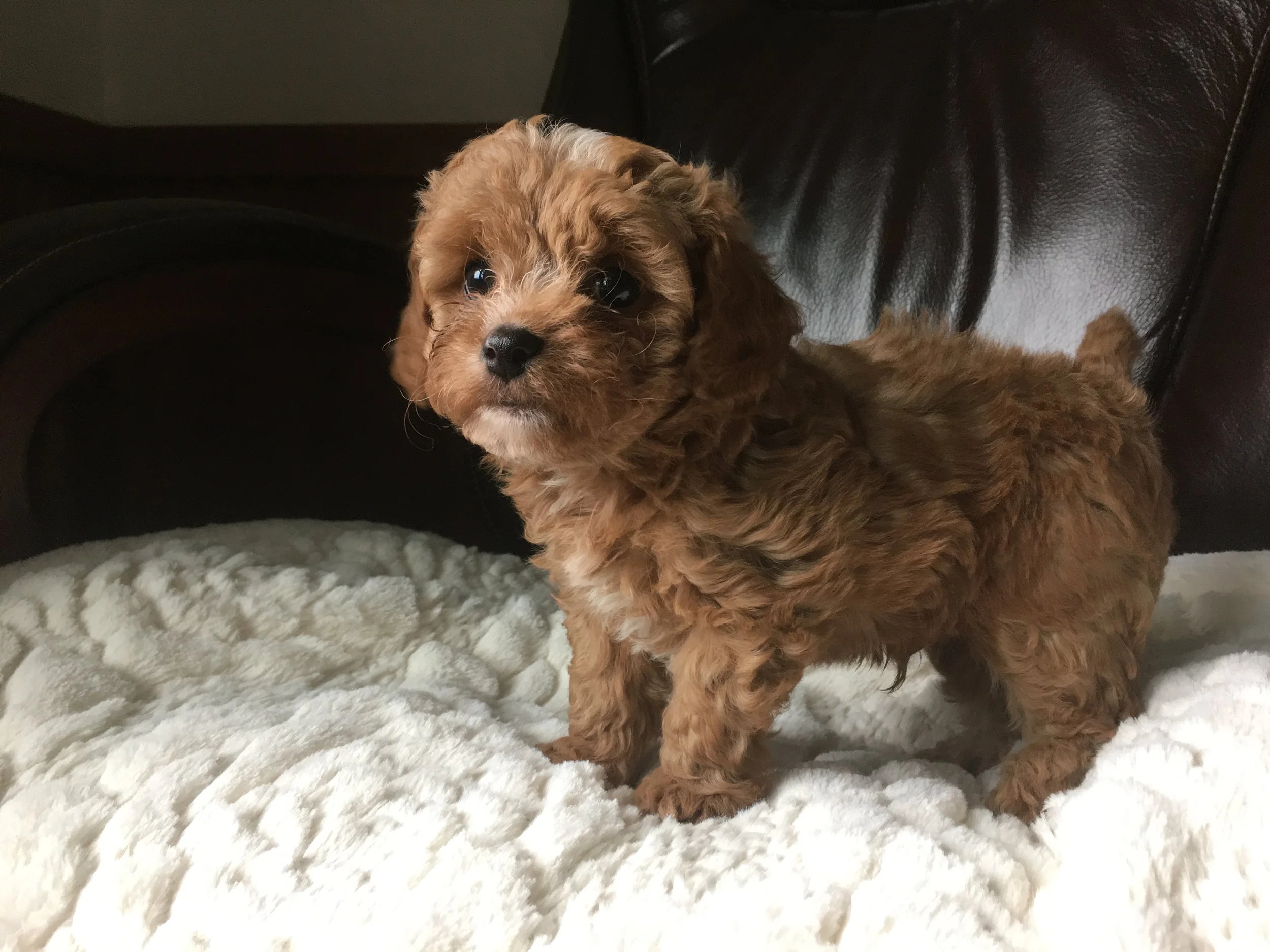 Cavapoochon Puppy Photo Blog — Bluebell Pup | Cavapoochon Puppies for Sale