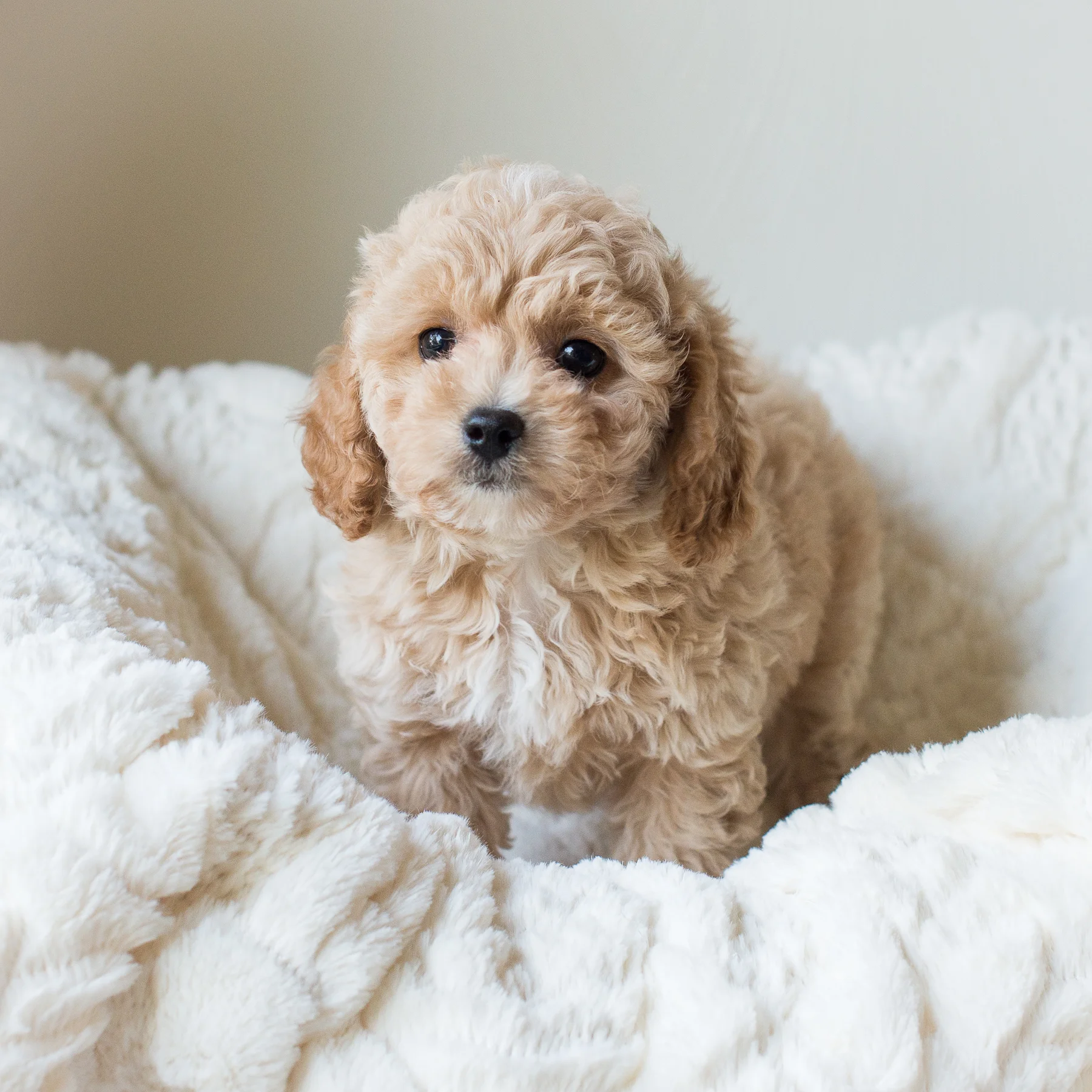 Available Puppies — Bluebell Pup | Cavapoochon Puppies for Sale
