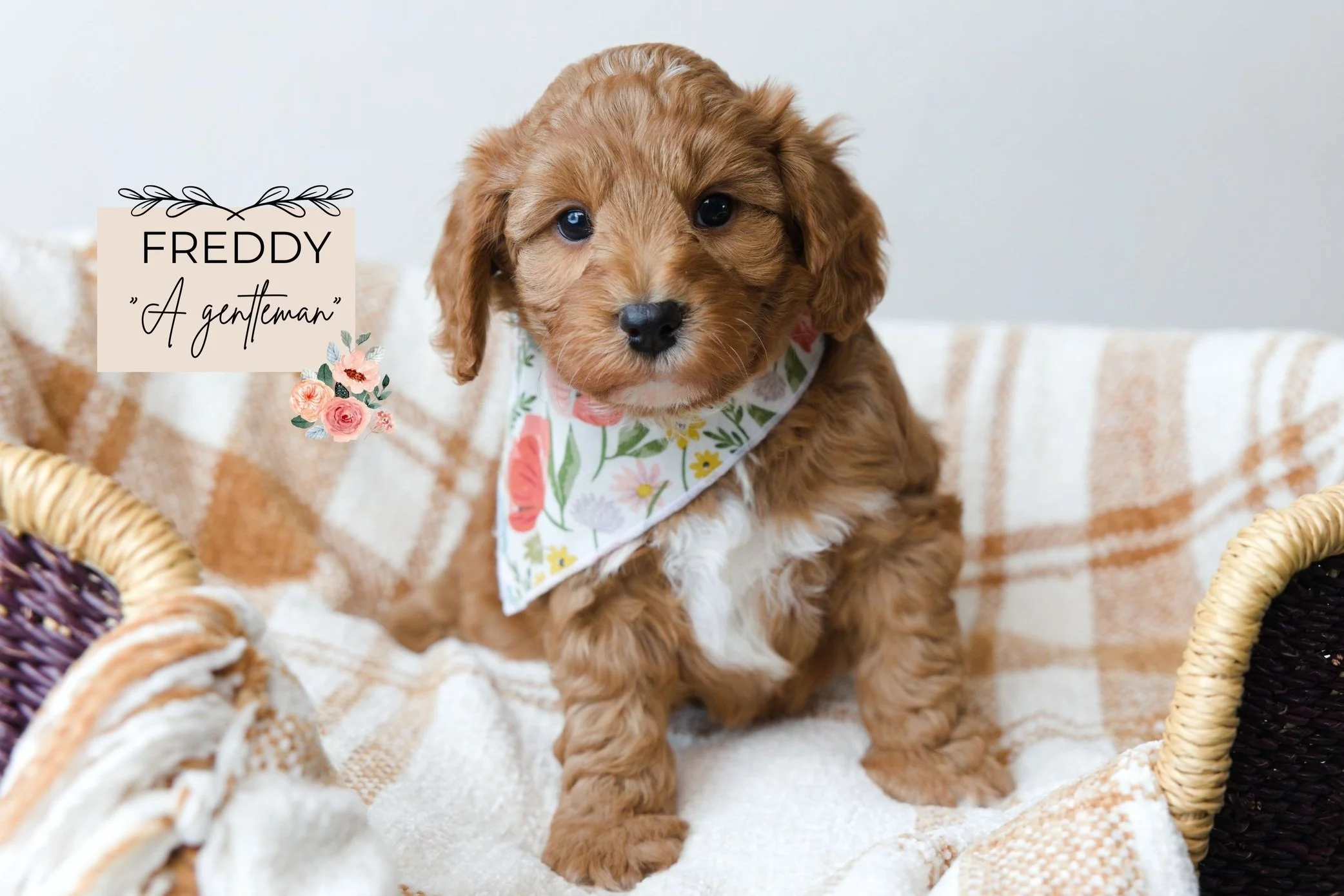 Bluebell Pup | Cavapoochon Puppies for Sale