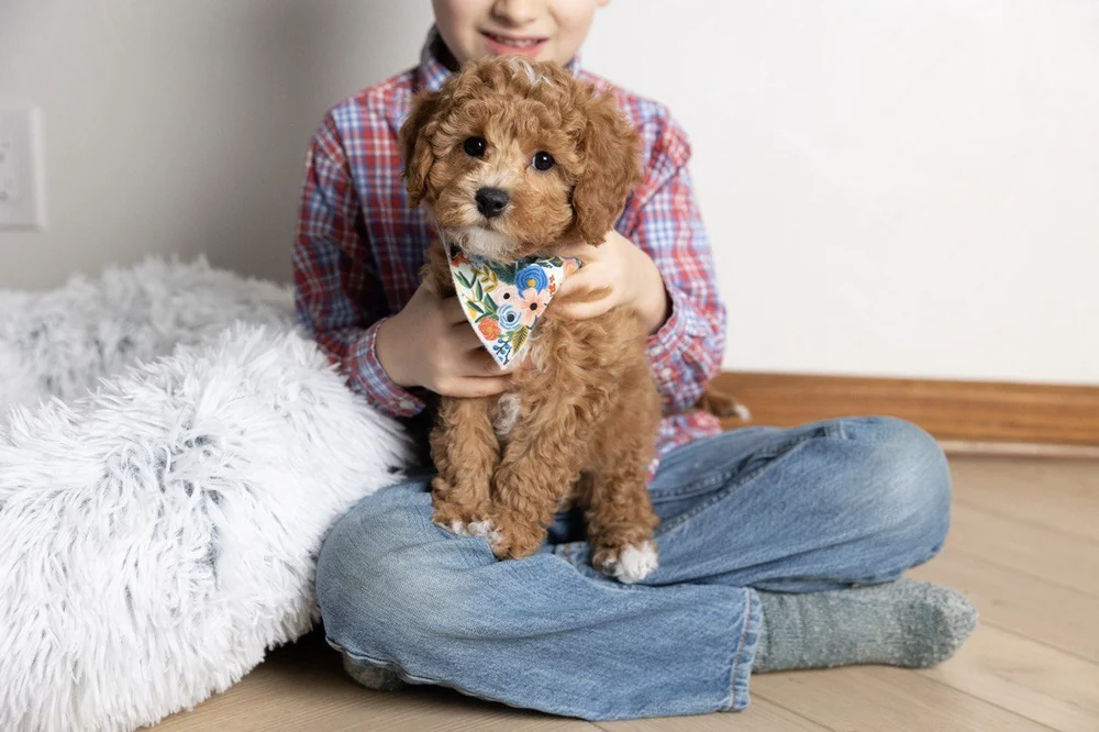 Cavapoo vs Cavapoochon — Bluebell Pup | Cavapoochon Puppies for Sale