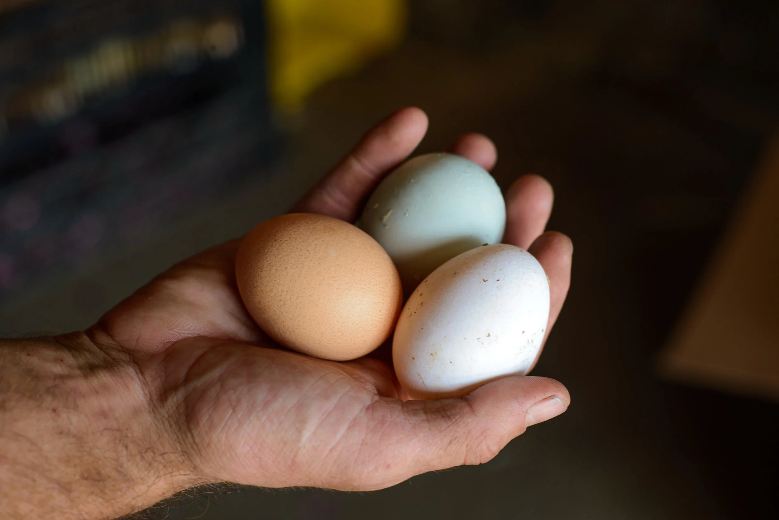 GALLERY — Silverbrook Farm