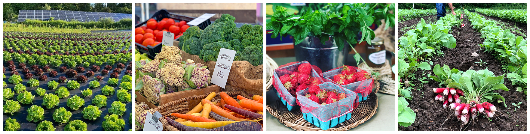 CSA FAQs | Get Fresh, Support Local Today — Silverbrook Farm