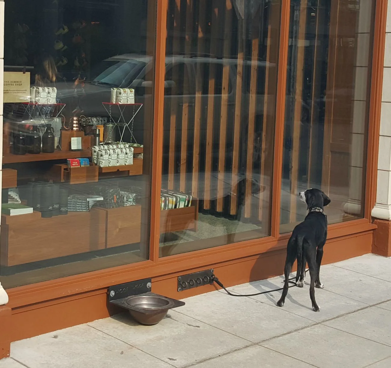 Coffee Shop Dog