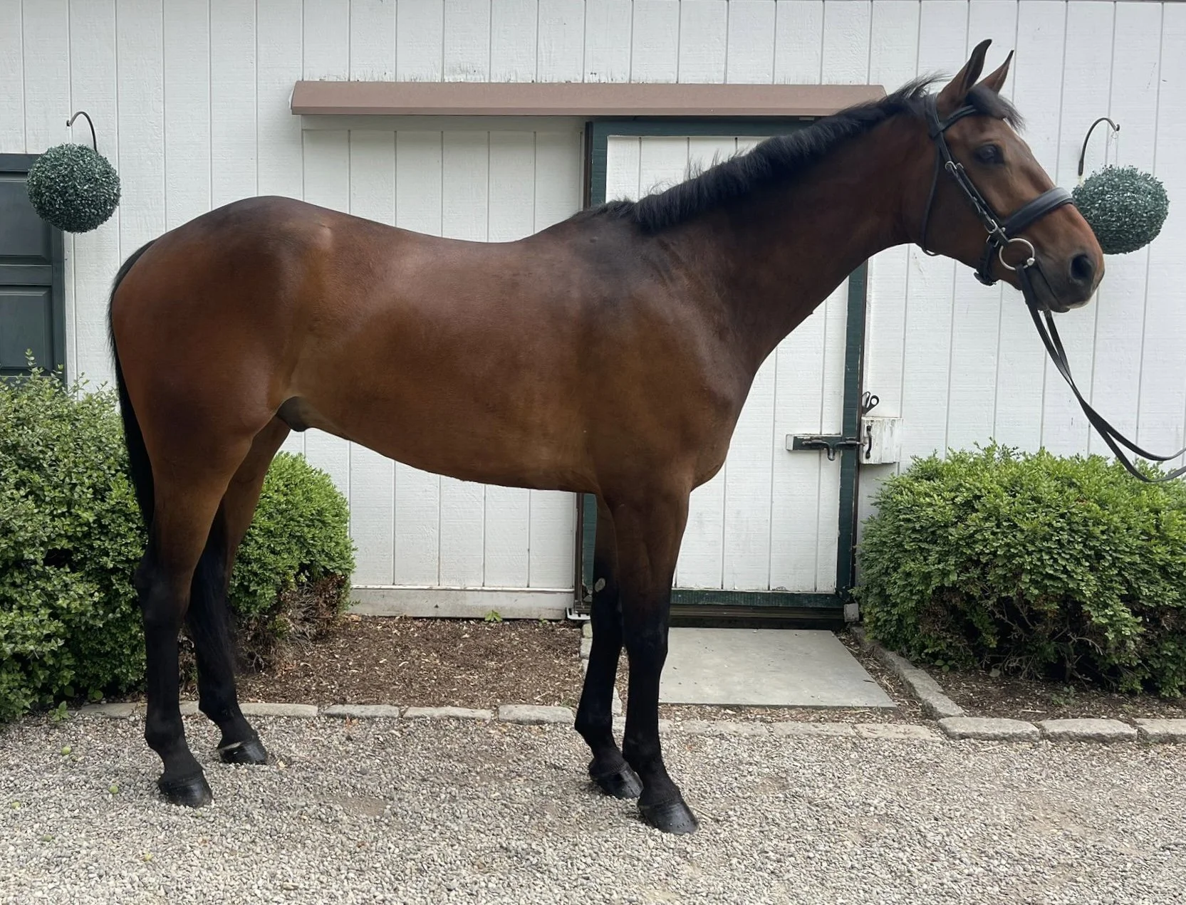 For Sale — carolinemPamukcu