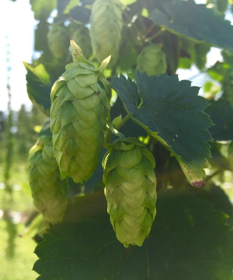 BARN TALK HOPS — Barn Talk Hops