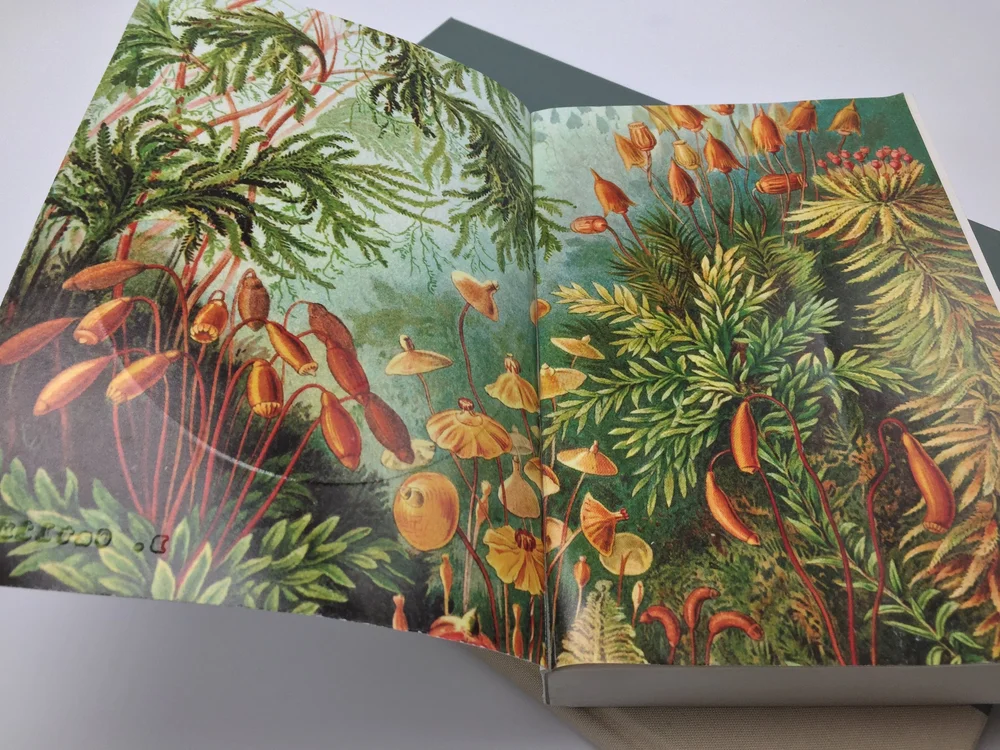 SPINE-Let's Talk Endpapers