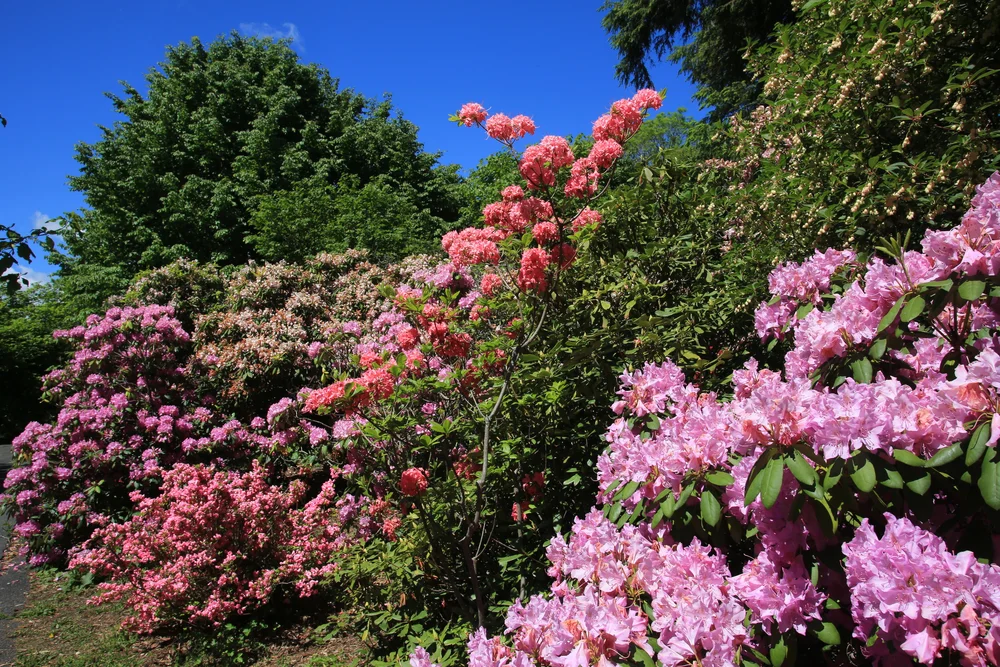 Rhododendrons — Highland Park Conservancy