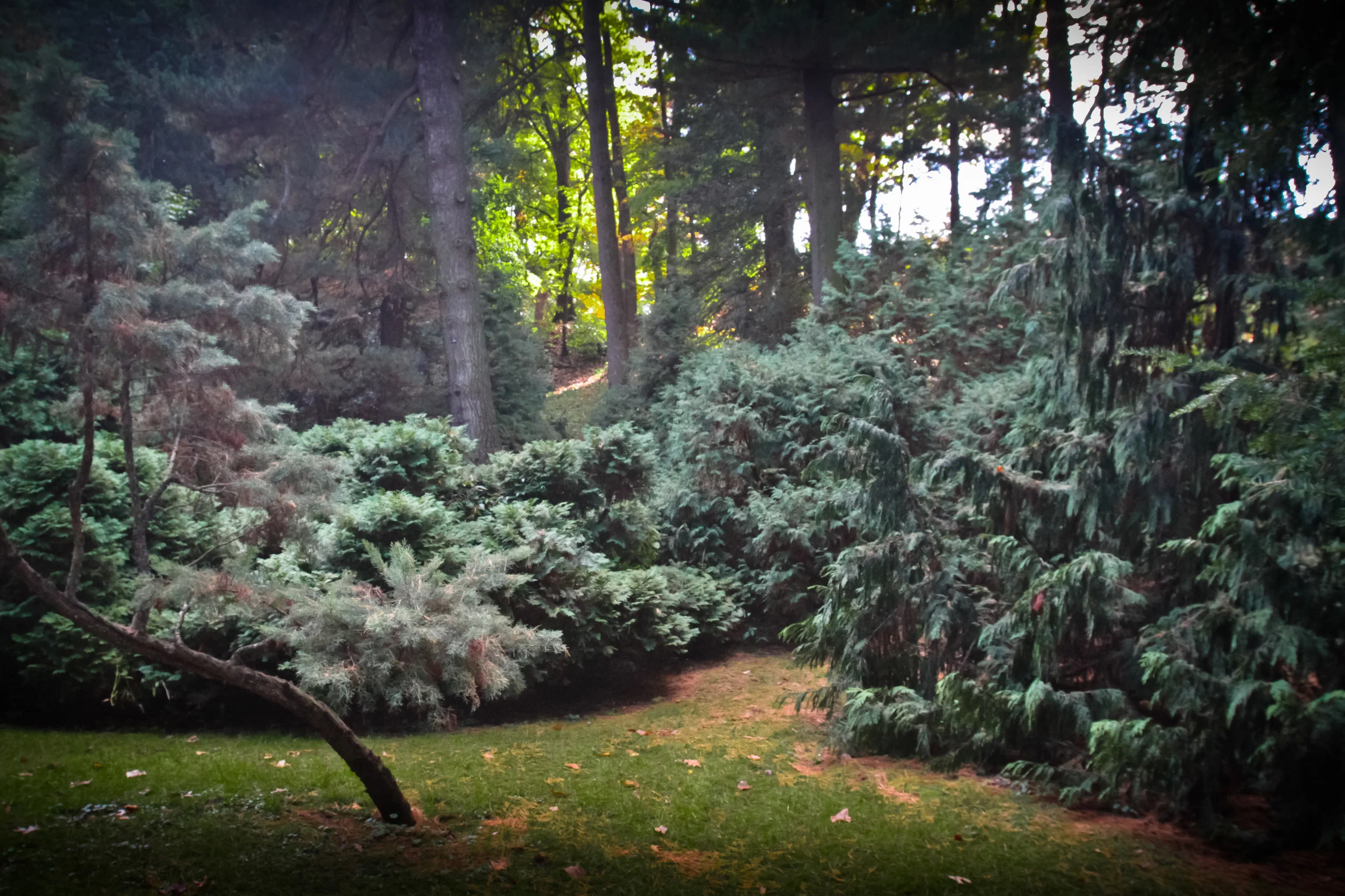 Pinetum — Highland Park Conservancy