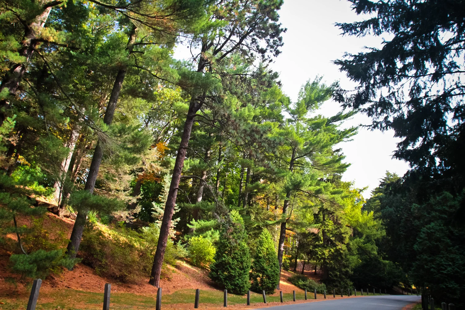 Pinetum — Highland Park Conservancy