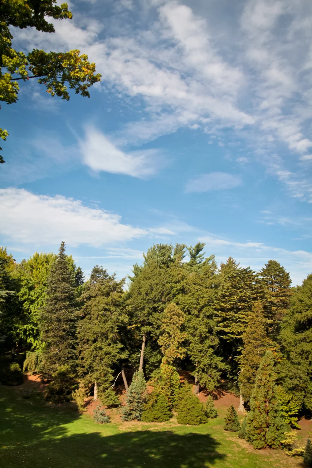 Pinetum — Highland Park Conservancy