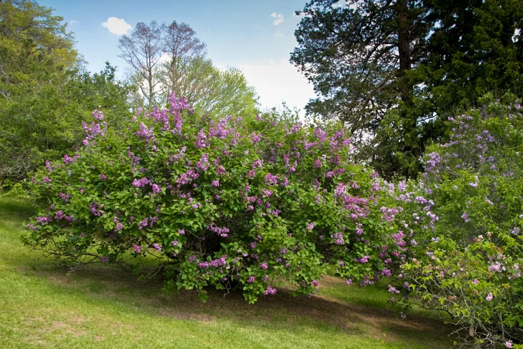 Lilacs — Highland Park Conservancy