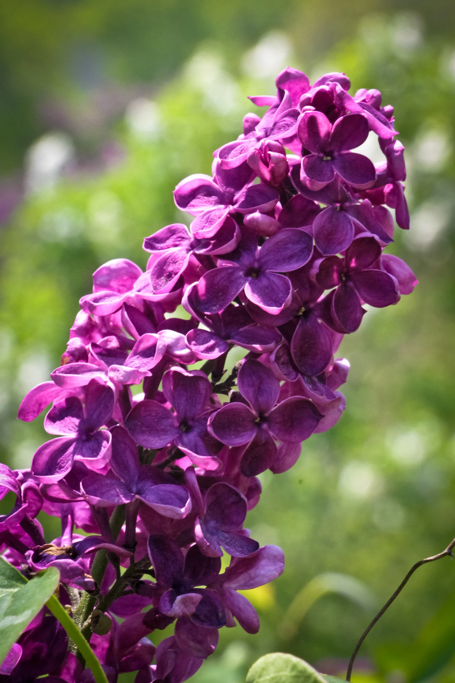 Lilacs — Highland Park Conservancy