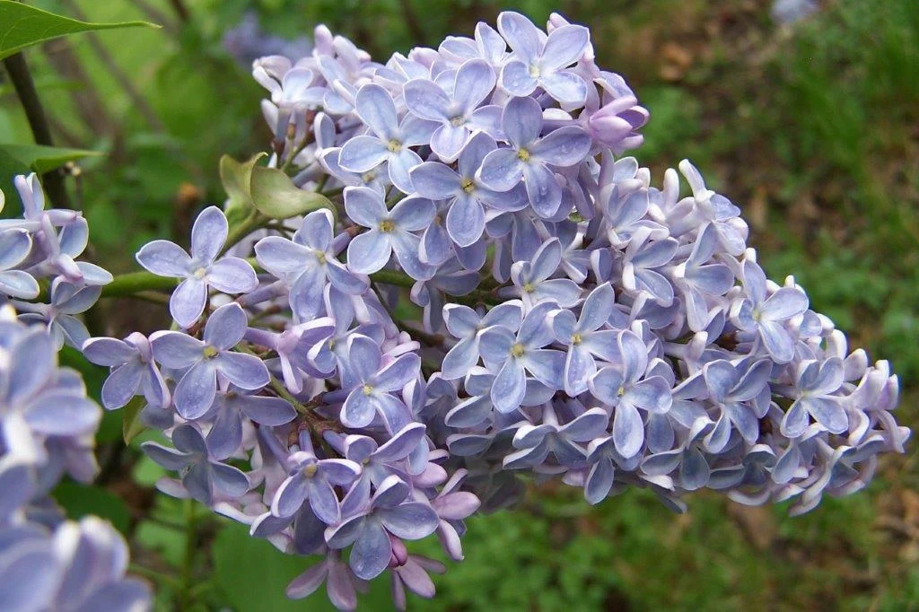 Lilacs — Highland Park Conservancy