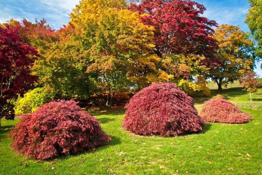 Japanese Maples — Highland Park Conservancy