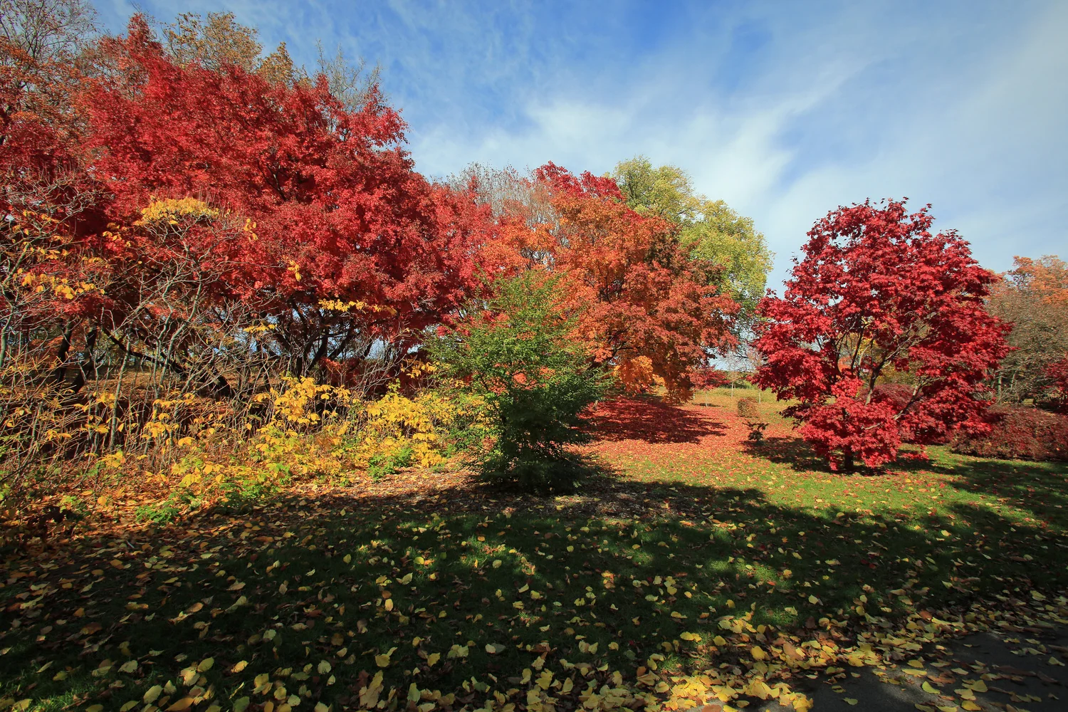 Japanese Maples — Highland Park Conservancy