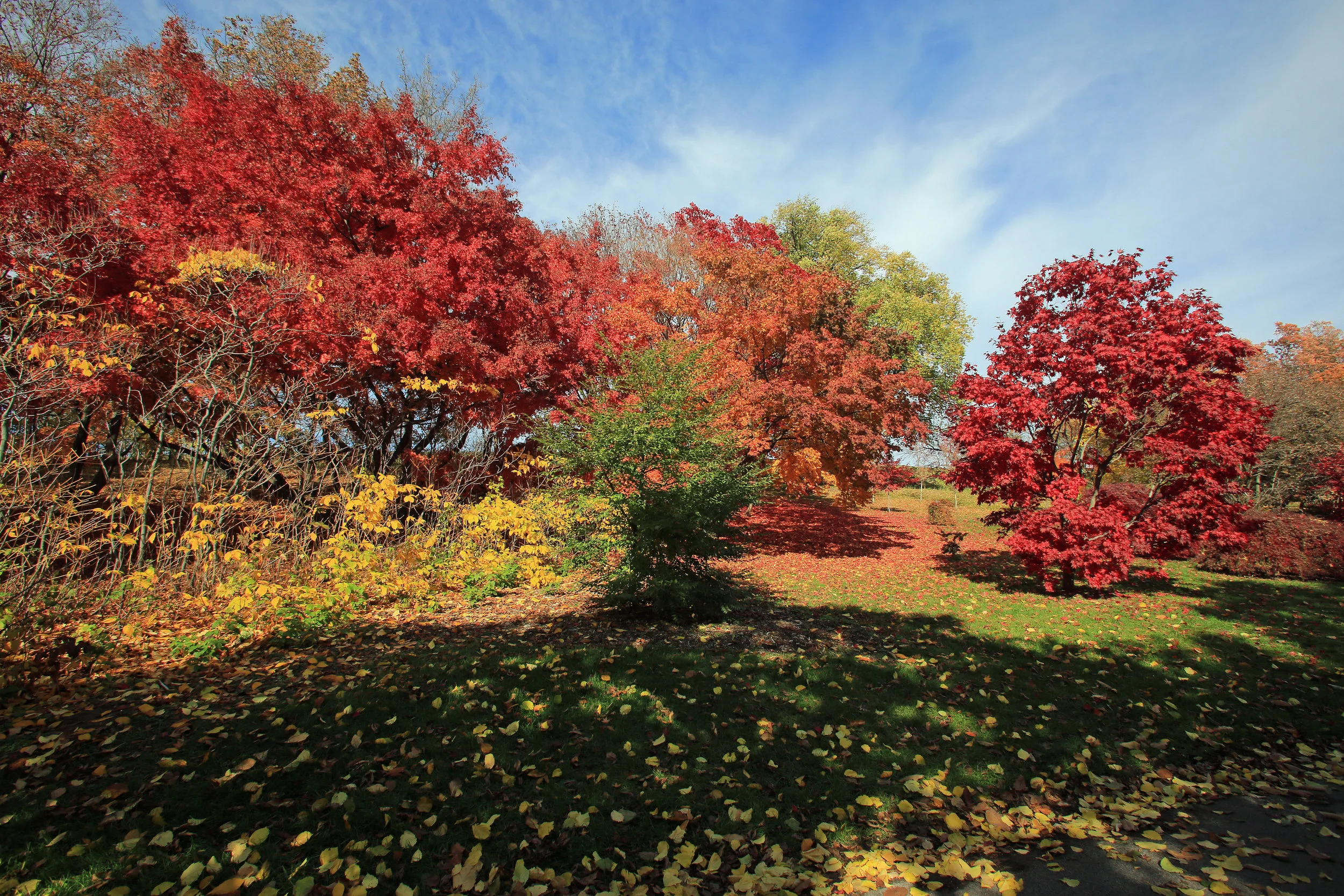 Japanese Maples — Highland Park Conservancy