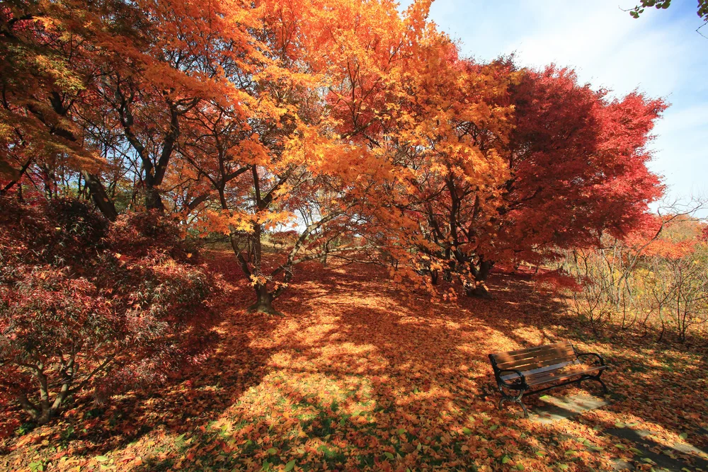 Japanese Maples — Highland Park Conservancy