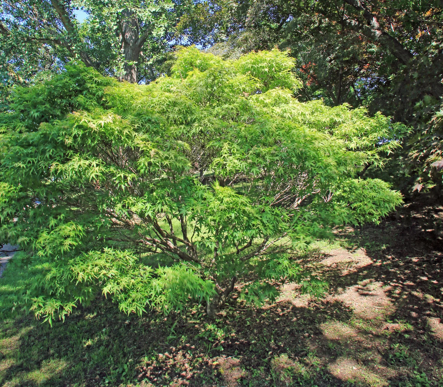 Japanese Maples — Highland Park Conservancy