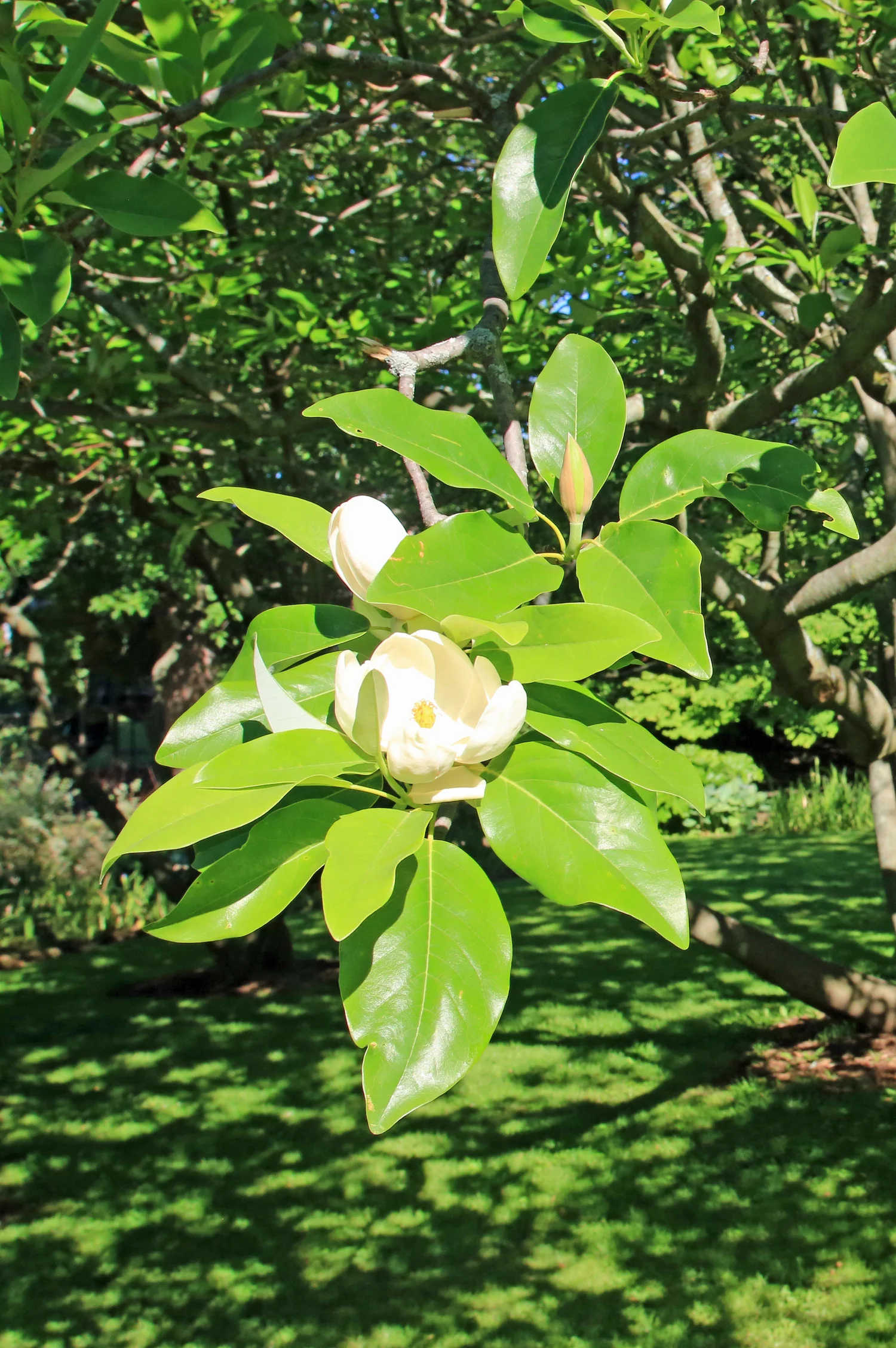 Magnolias — Highland Park Conservancy