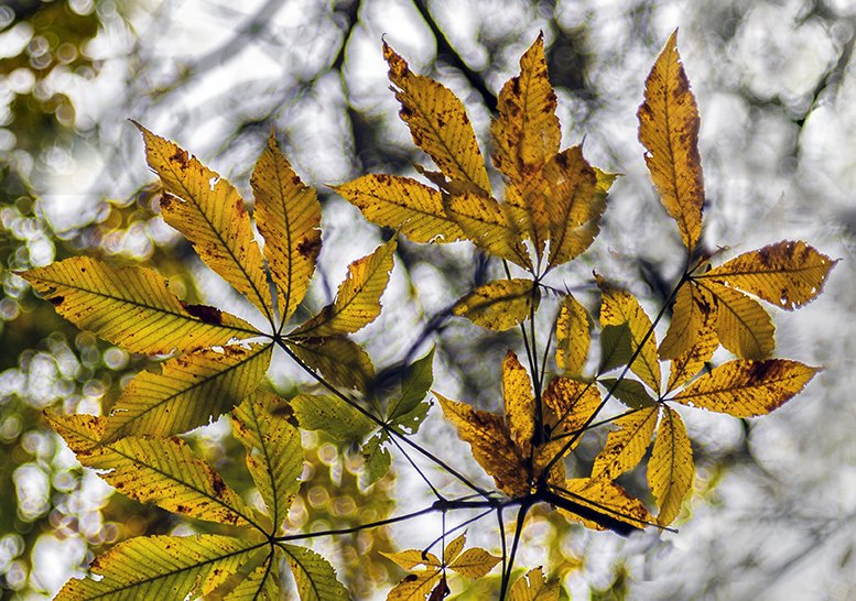 Events — Highland Park Conservancy