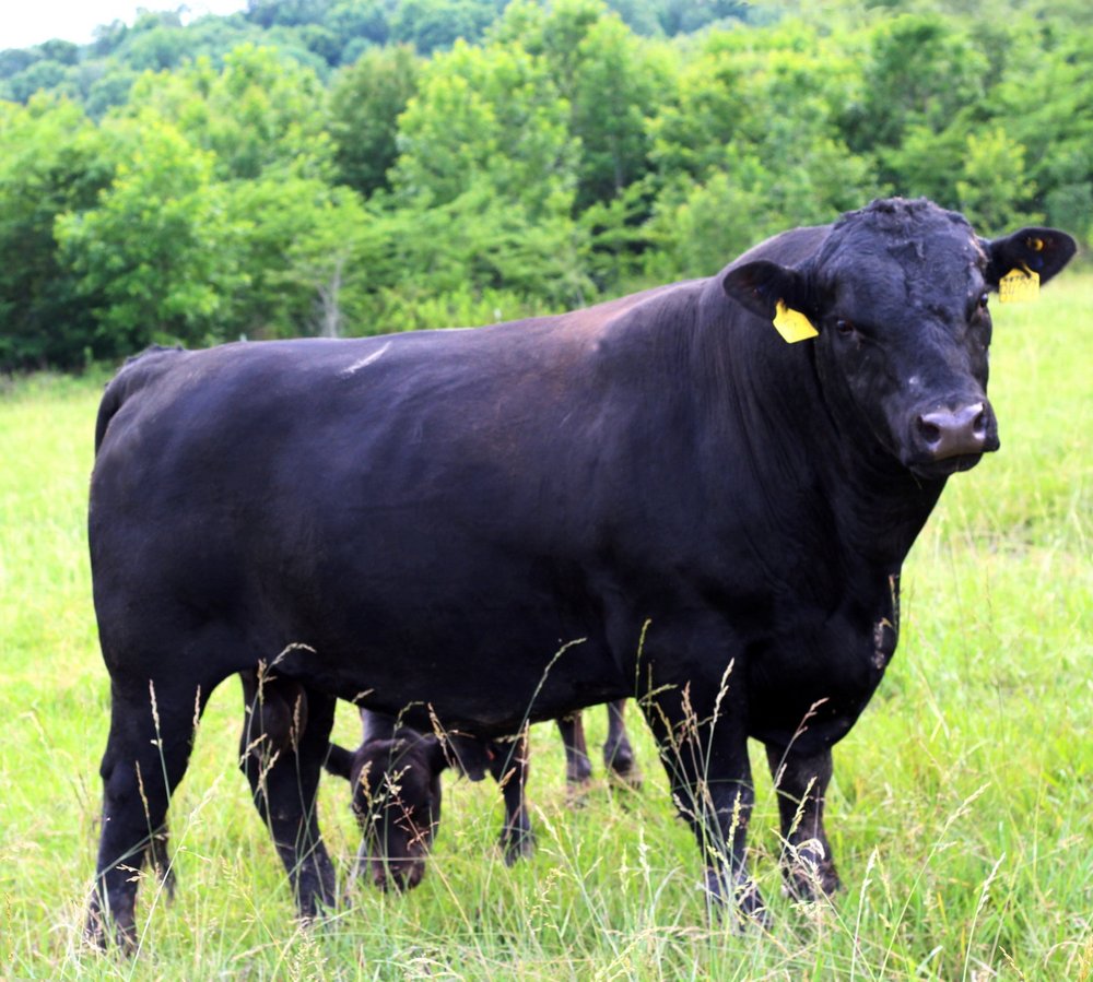Maples Stock Farm | Alabama Registered Angus Cattle