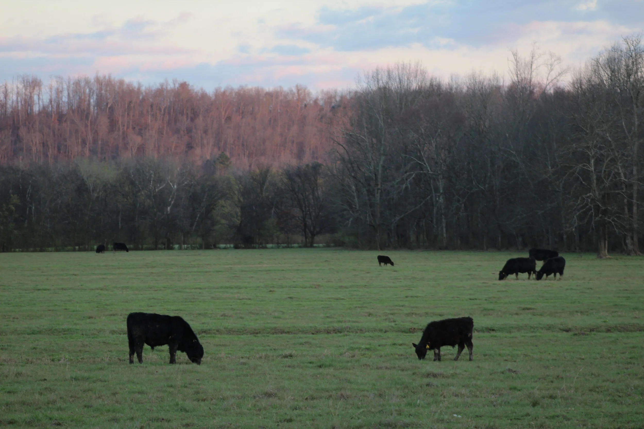 Around the Farm — Maples Stock Farm | Alabama Registered Angus Cattle