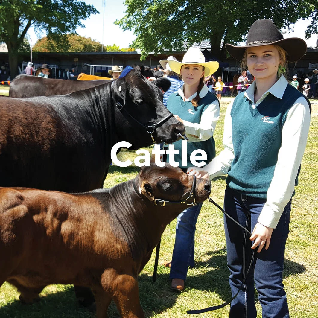 Animals — Kyneton Show