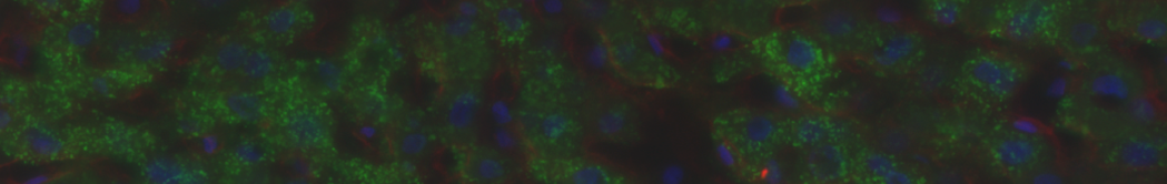 BIOQUANT Image Analysis Corporation