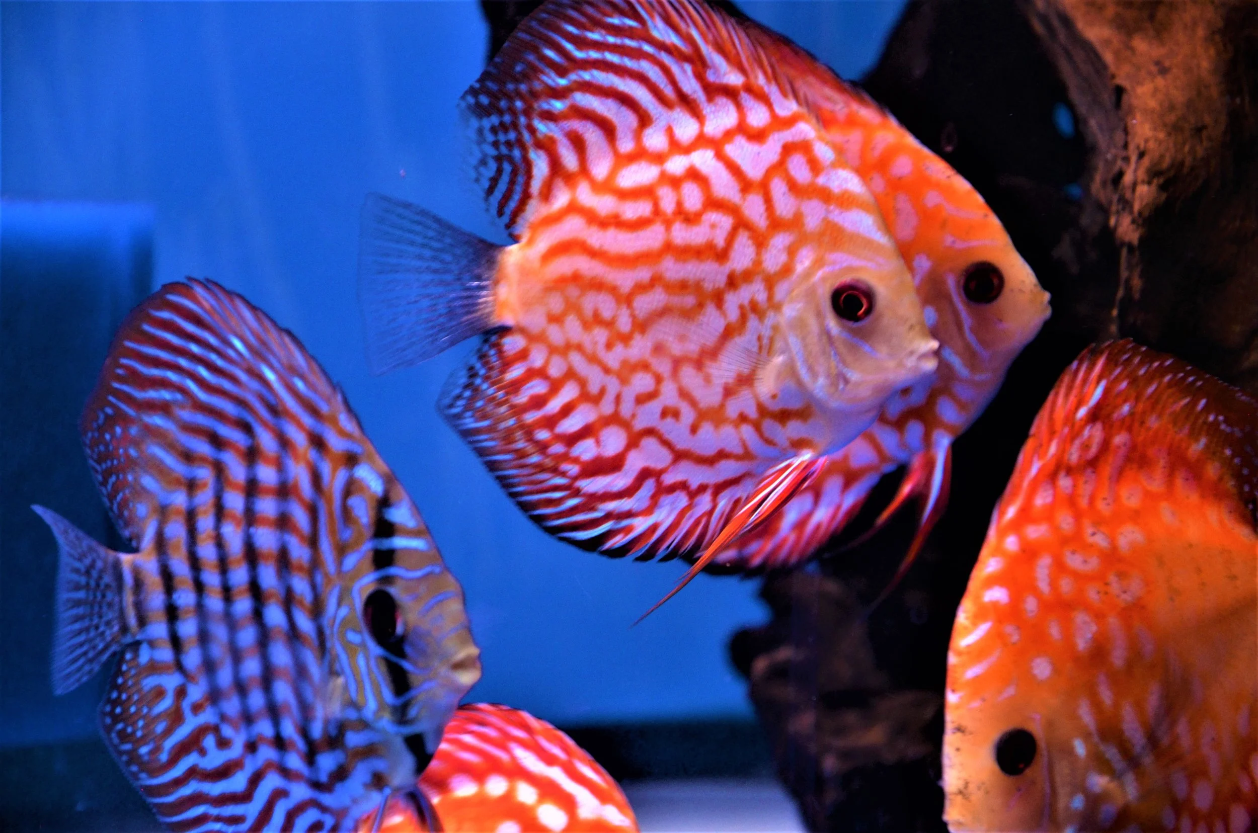 ANGELFISH & DISCUS
