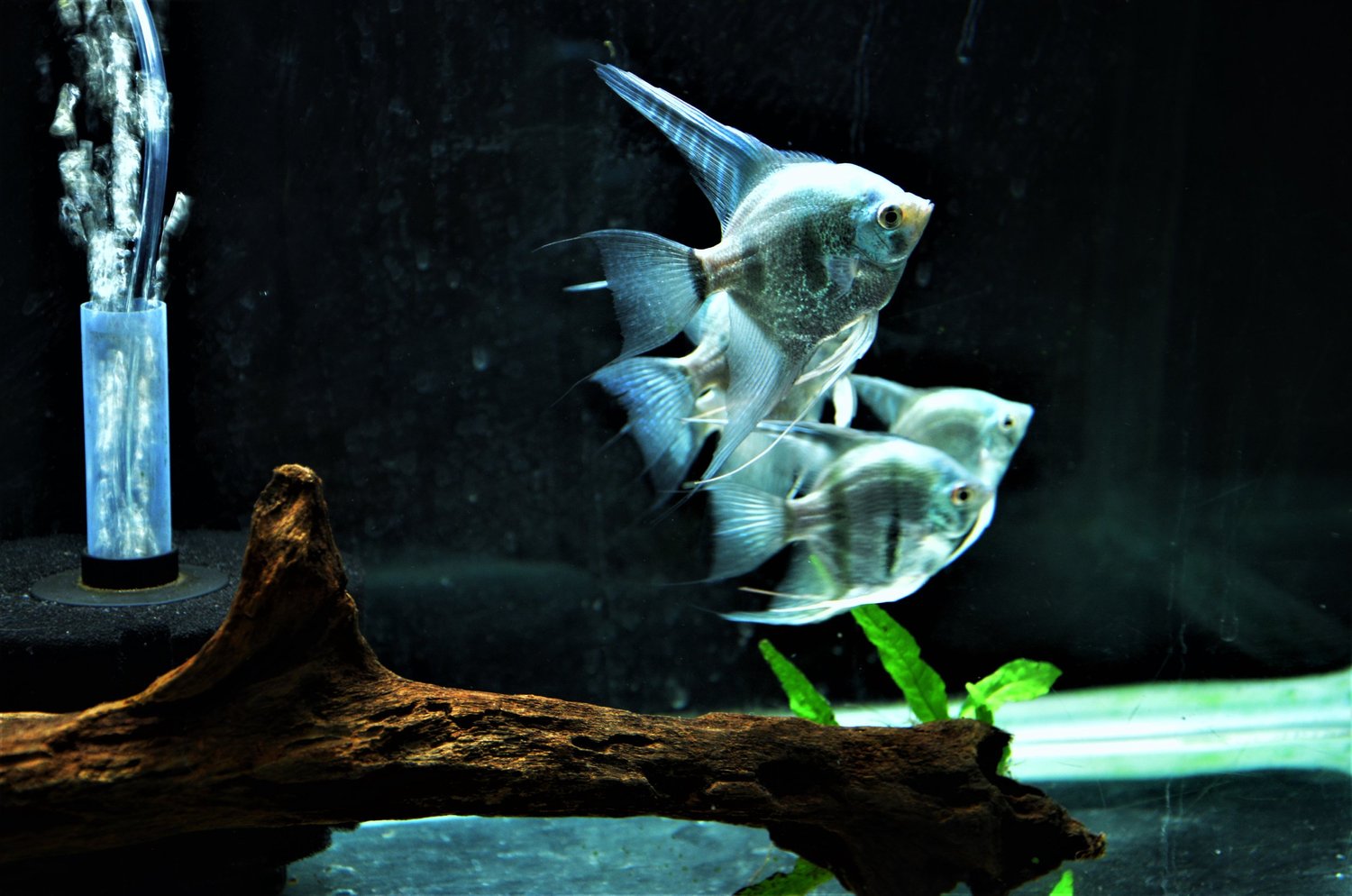 Blue Silver Angelfish