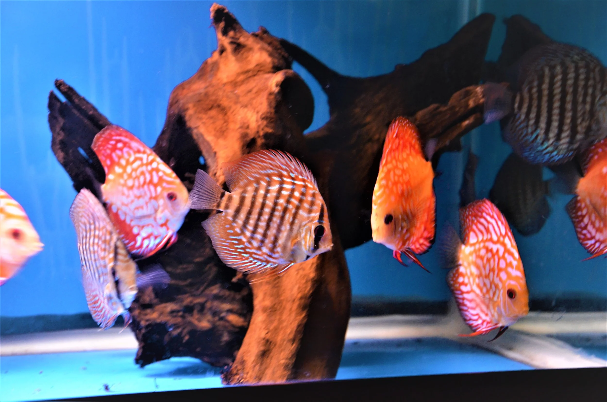 ANGELFISH & DISCUS