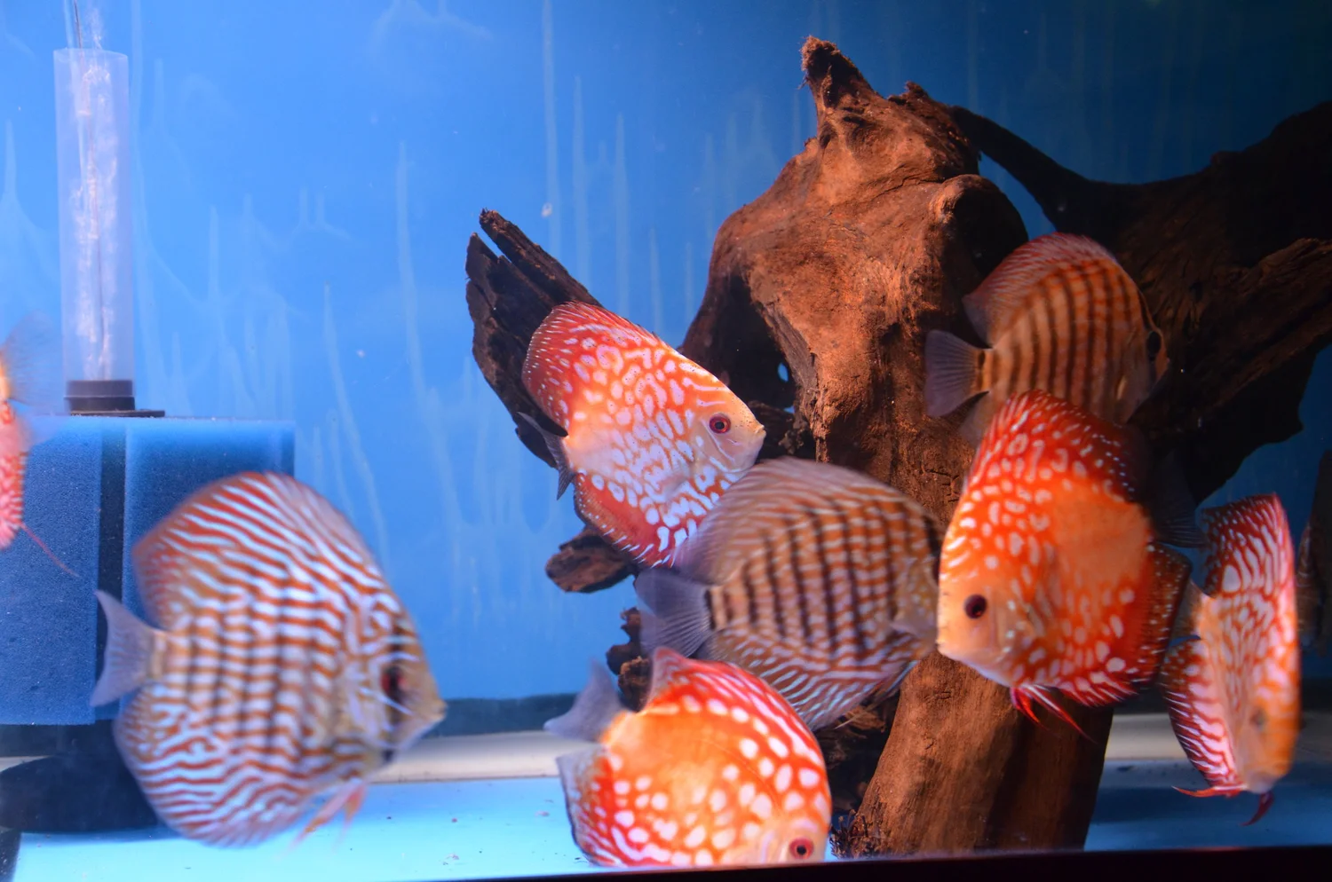 ANGELFISH & DISCUS