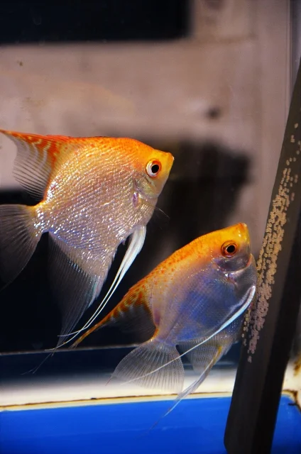 ANGELFISH & DISCUS