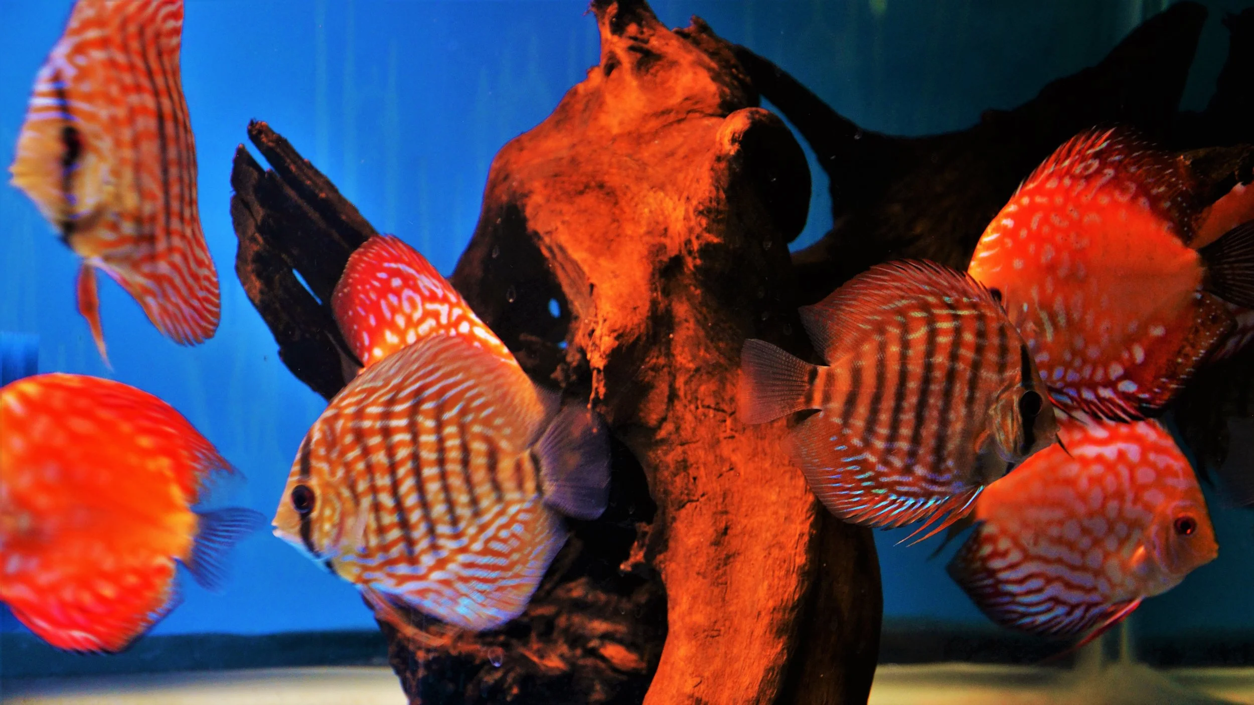 ANGELFISH & DISCUS