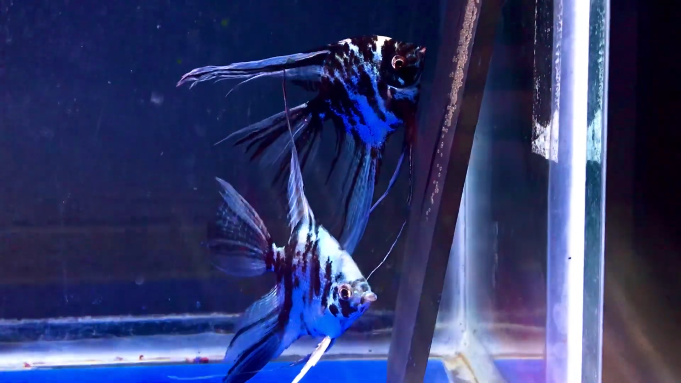 ANGELFISH & DISCUS