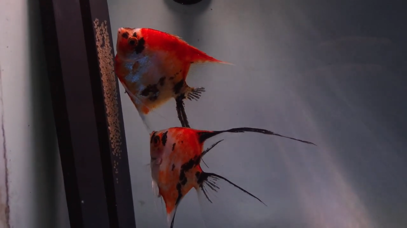 ANGELFISH & DISCUS