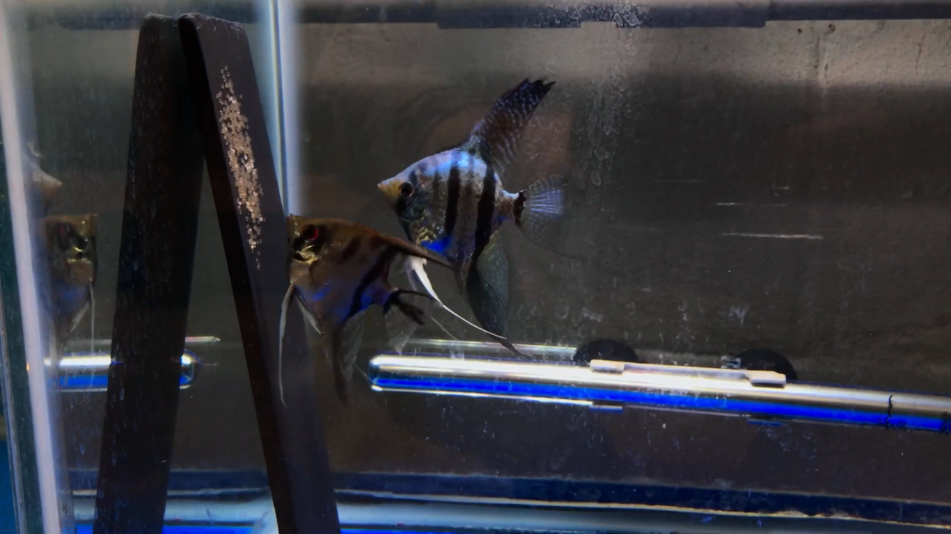 ANGELFISH & DISCUS