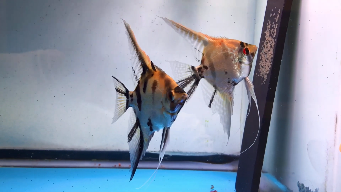 ANGELFISH & DISCUS
