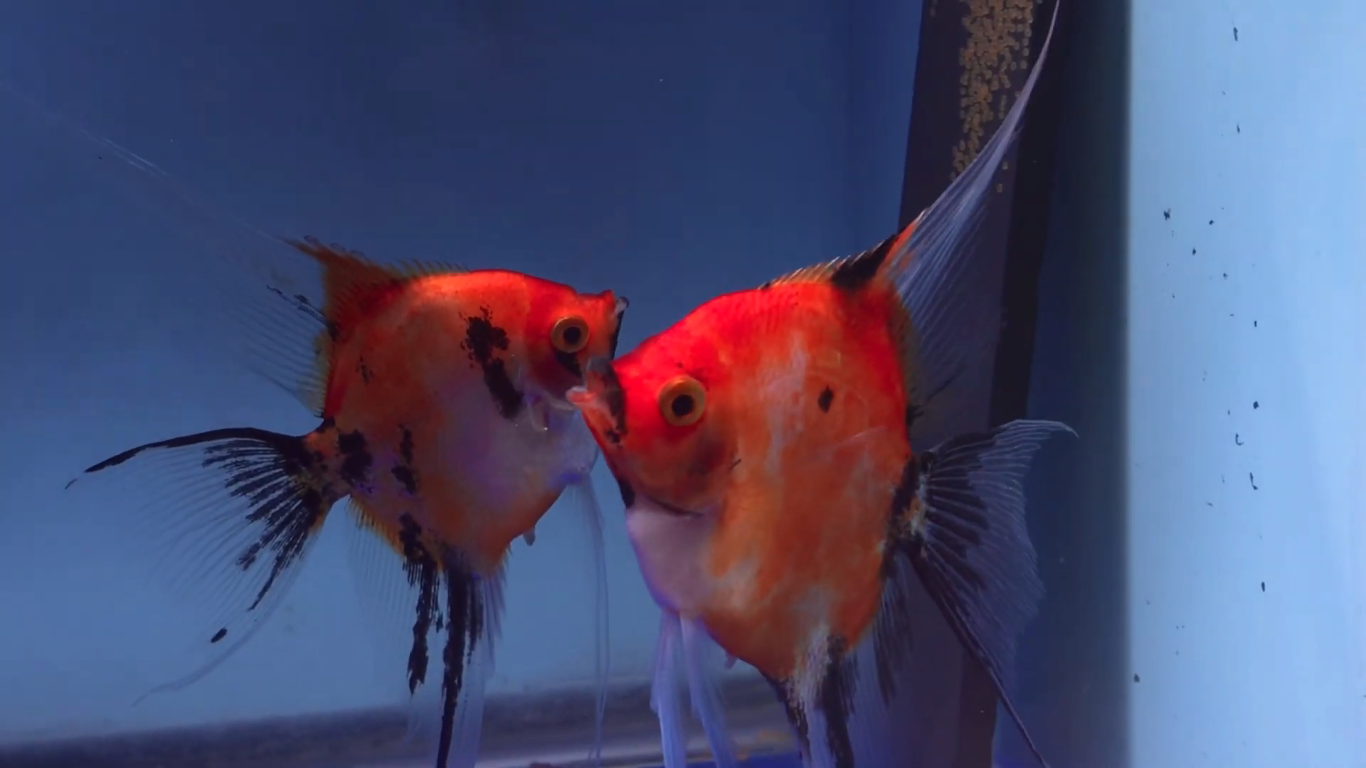 ANGELFISH & DISCUS