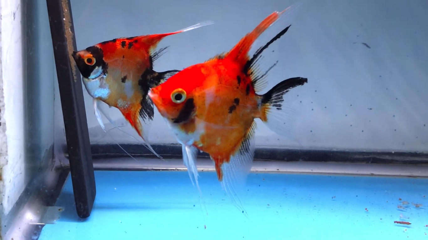 ANGELFISH & DISCUS