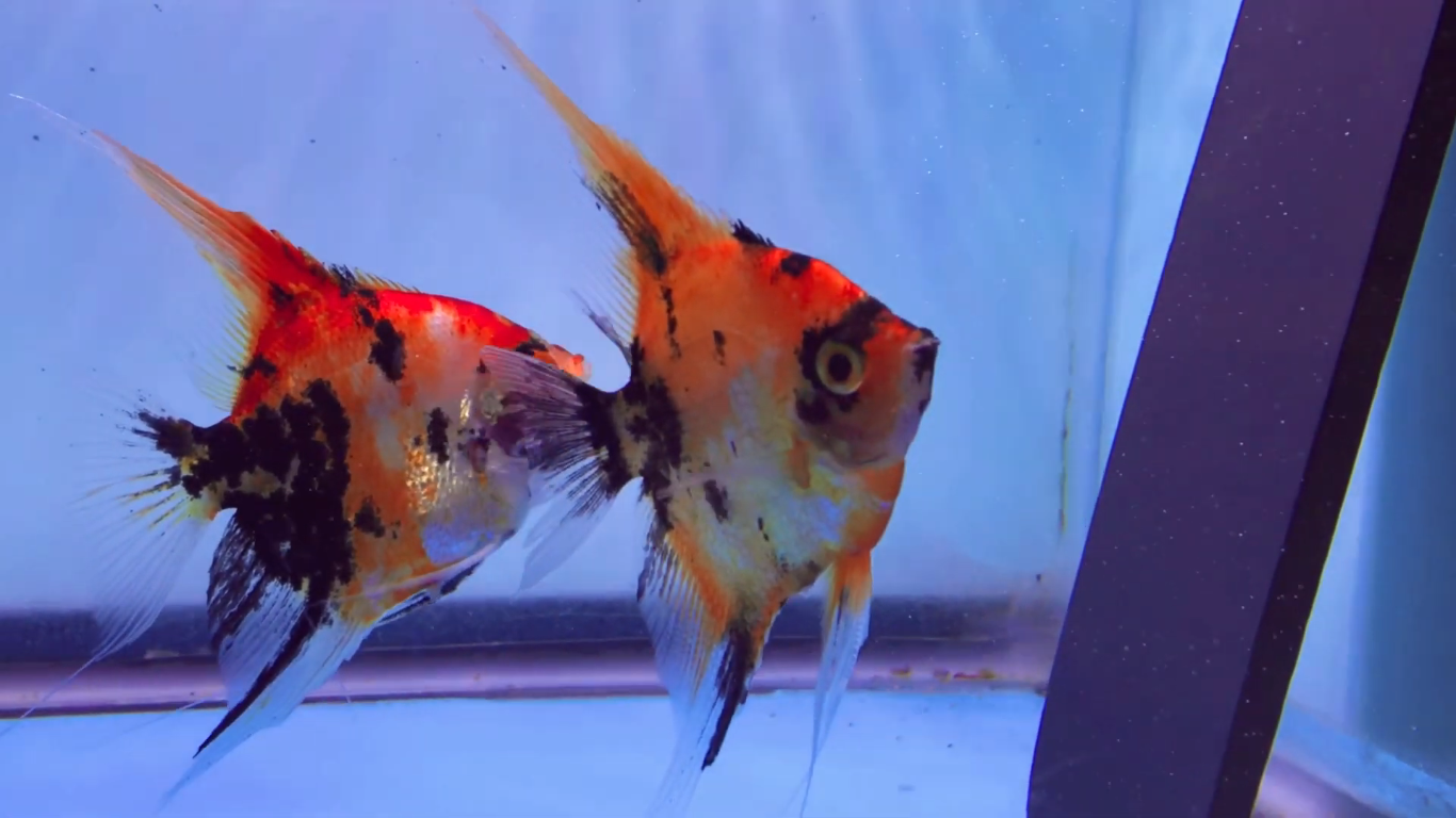 ANGELFISH & DISCUS