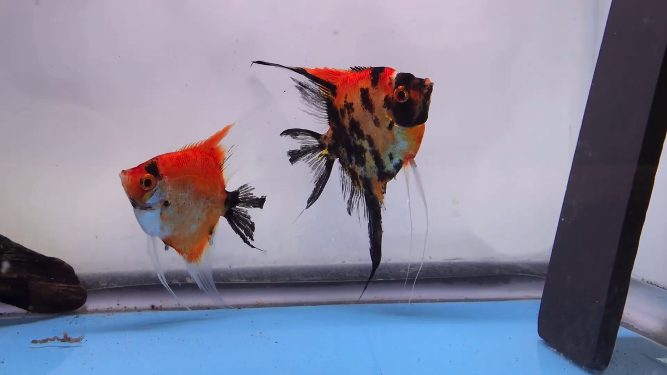 ANGELFISH & DISCUS