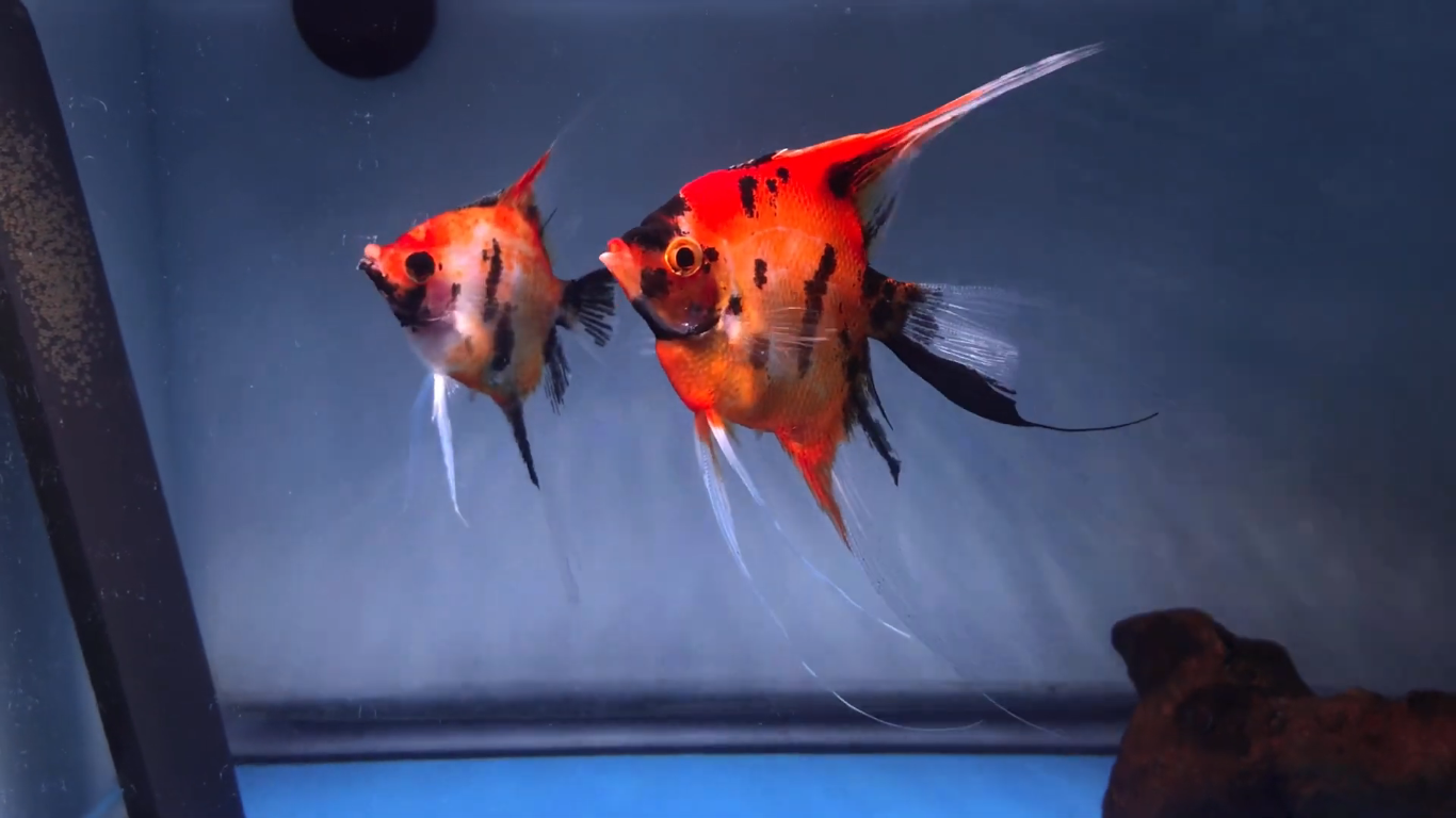 ANGELFISH & DISCUS