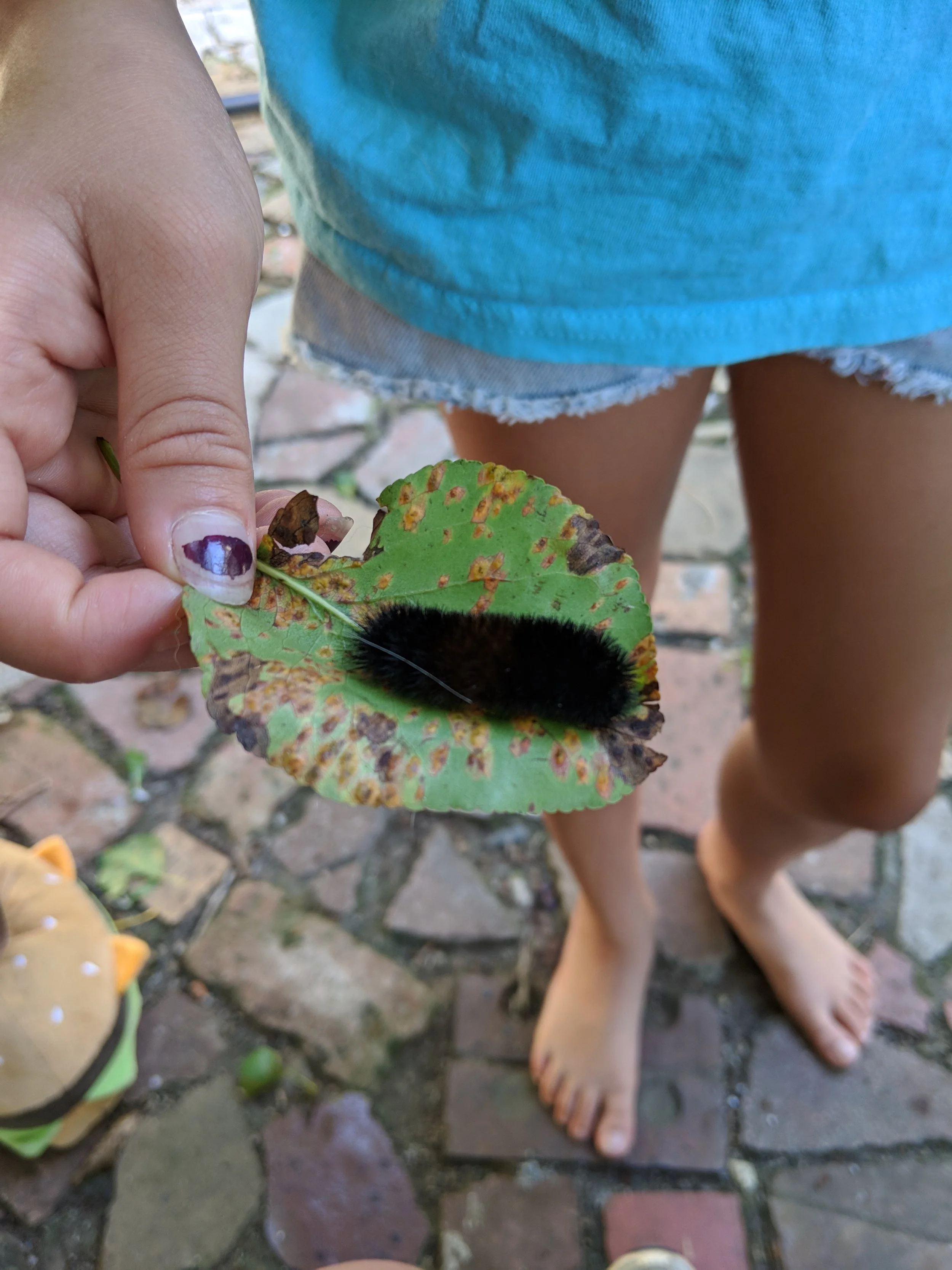 Backyard Bug Hunt: Ideas, Tips, and Tools — The Backyard Kid