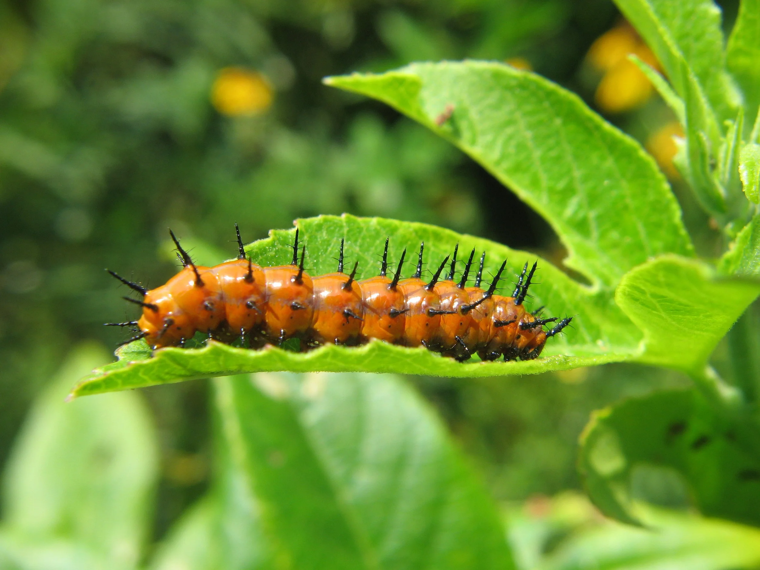 Coastal Prairies — HERE in Houston